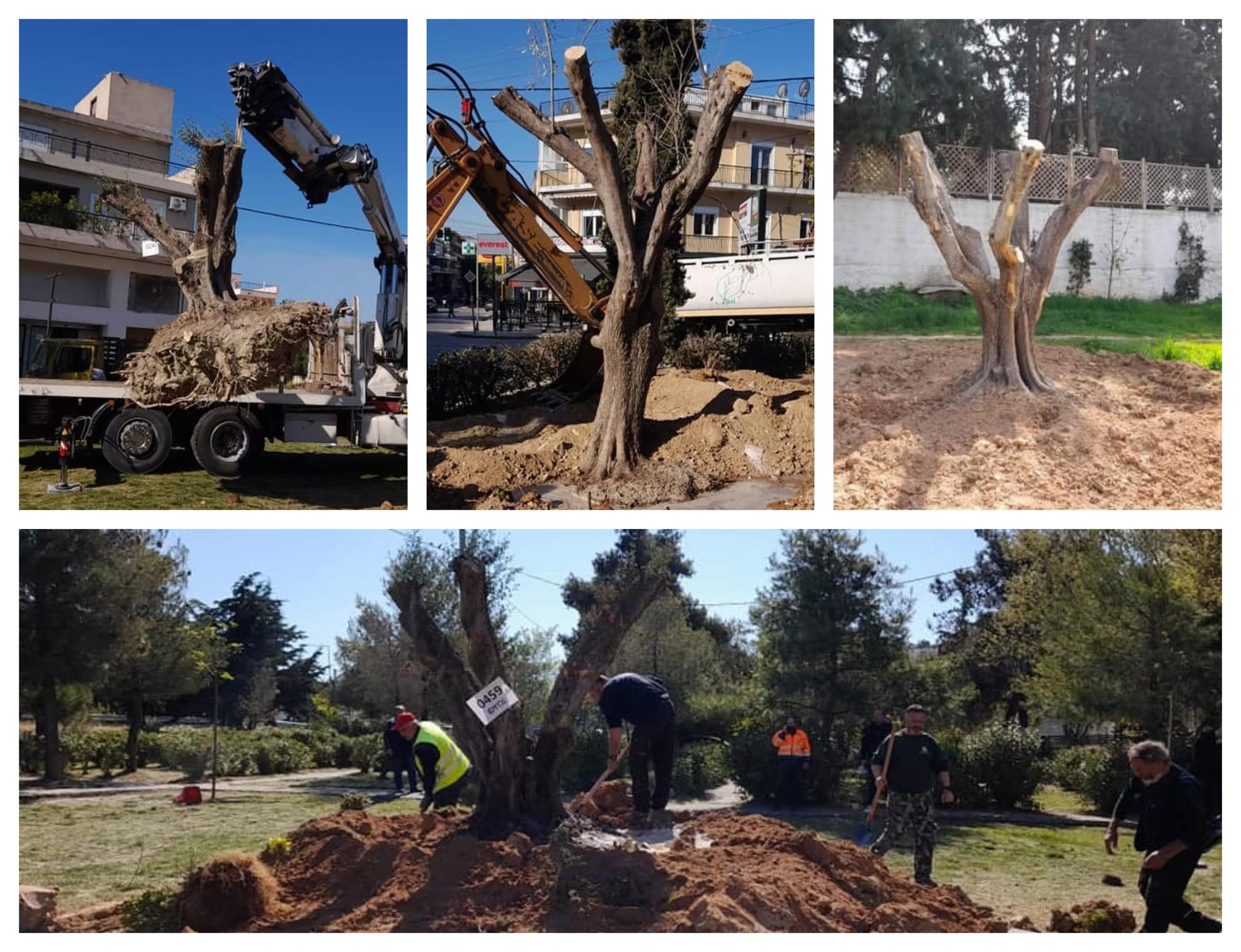 Τρεις νέες αιωνόβιες ελιές "υιοθέτησε" ο Δήμος Ηρακλείου Αττικής ...