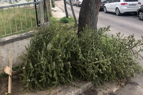 Ανακύκλωση των φυσικών χριστουγεννιάτικων δέντρων από το Δήμο Αγίας ...
